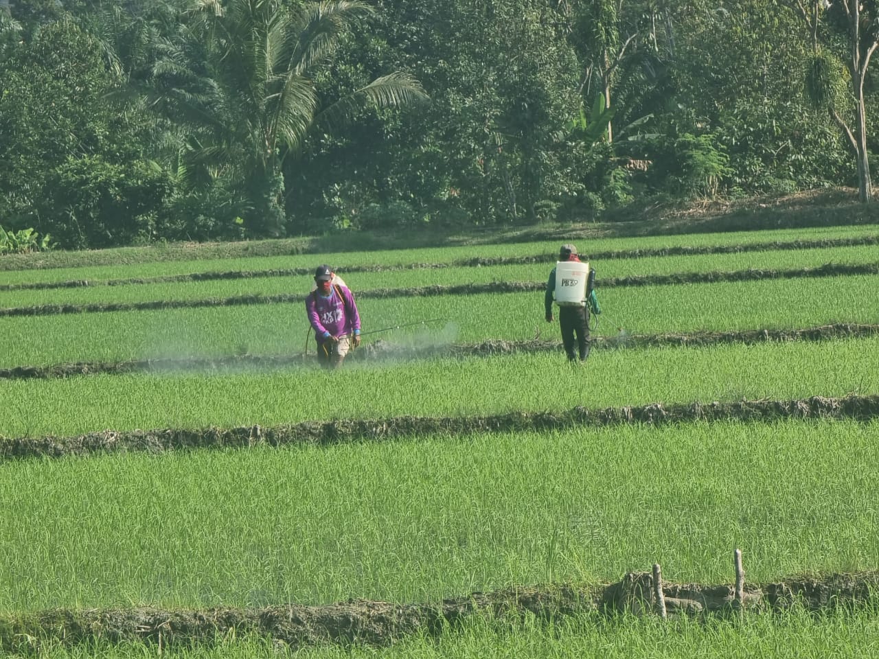 Desa Lumbewe Menuju Pilot Projek Pelaksanaan IP 300 di Luwu Timur, Ini ...
